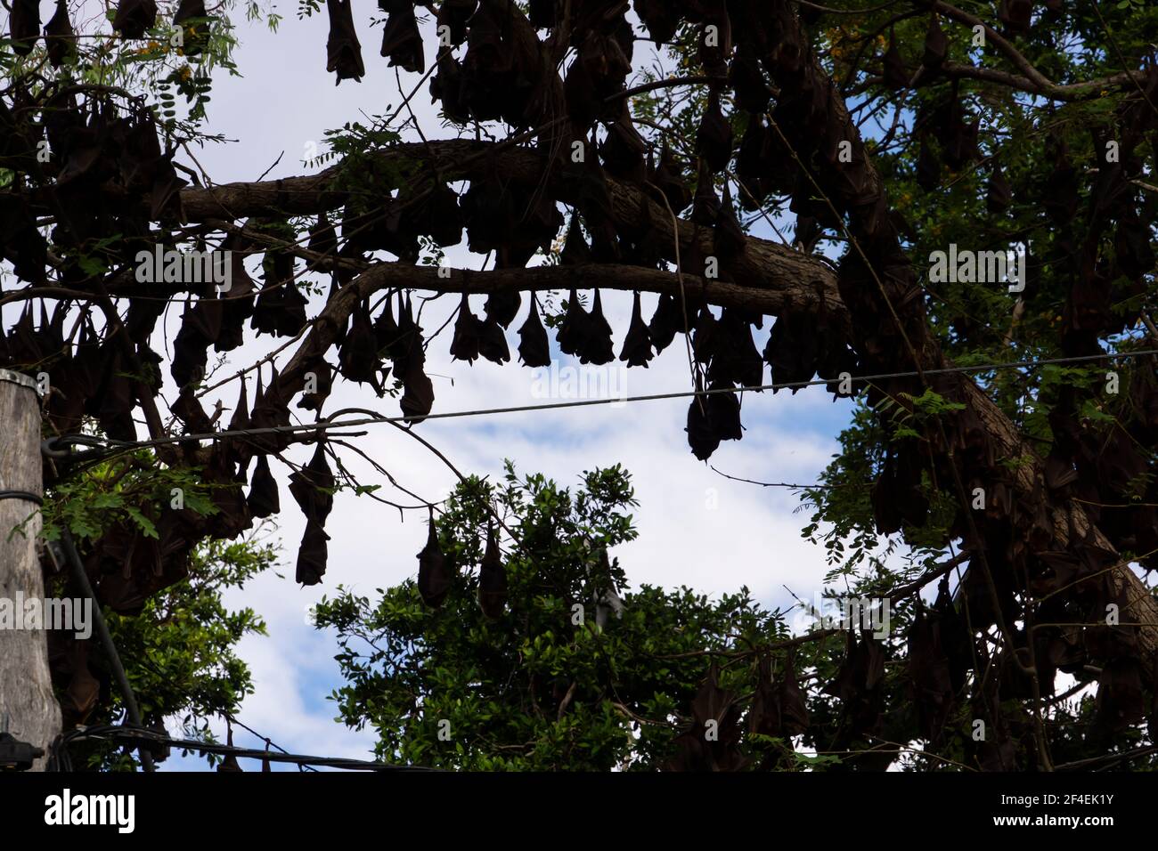 Australian native bats hi-res stock photography and images - Alamy
