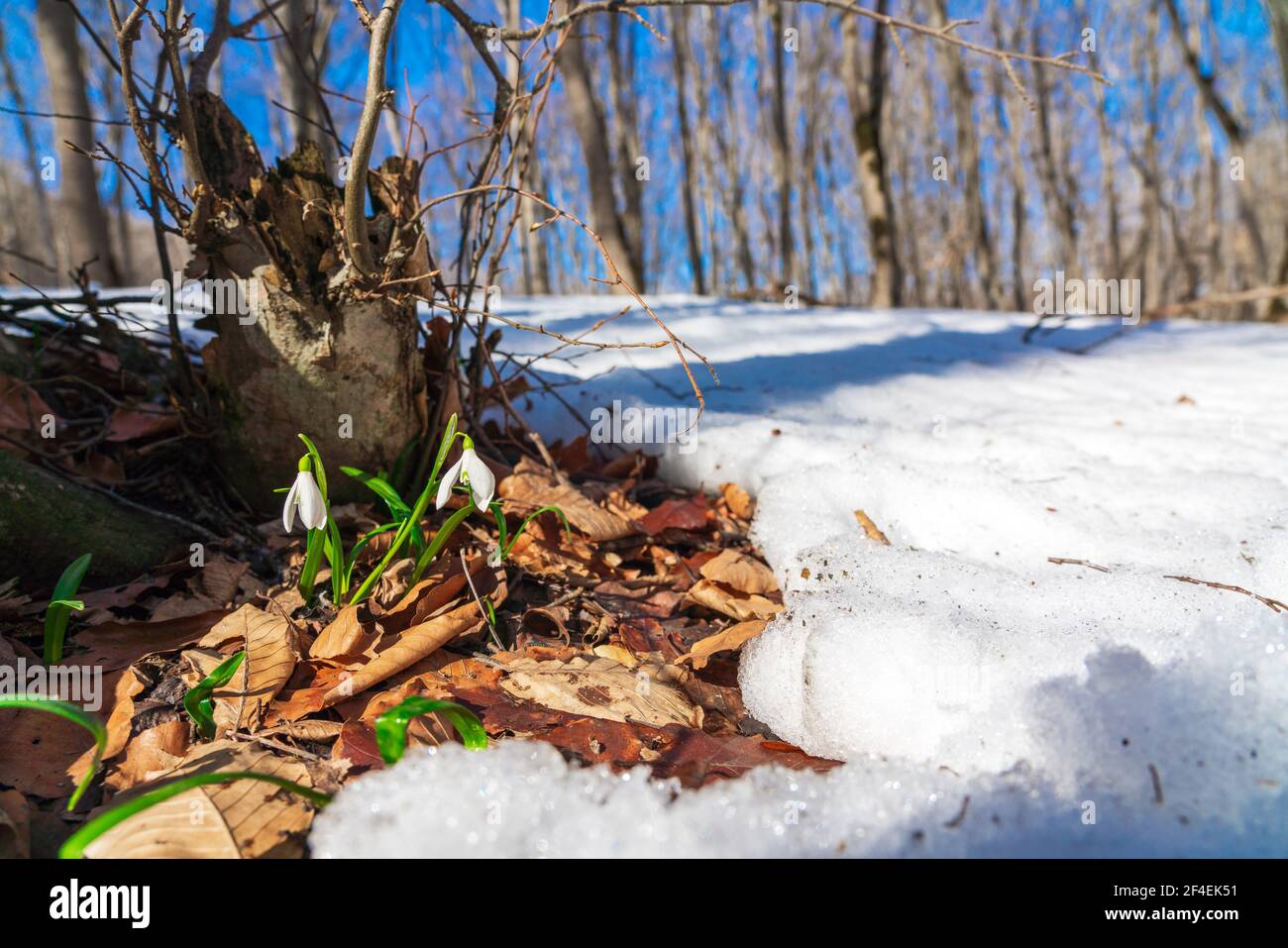 Blossoming snowdrops in forest hi-res stock photography and images - Alamy