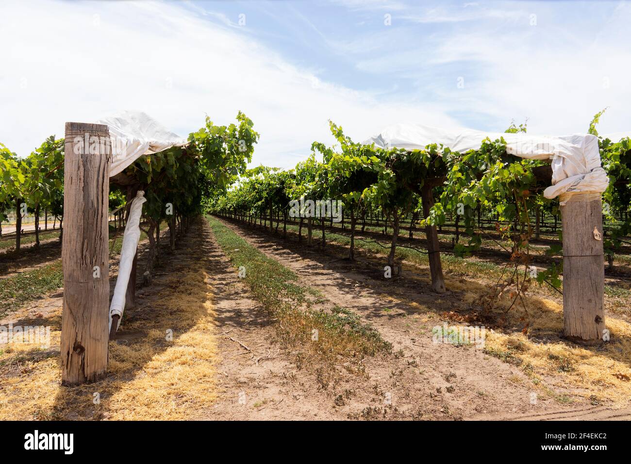 Rows of mature grape vines just after harvest on trellis covered with ...