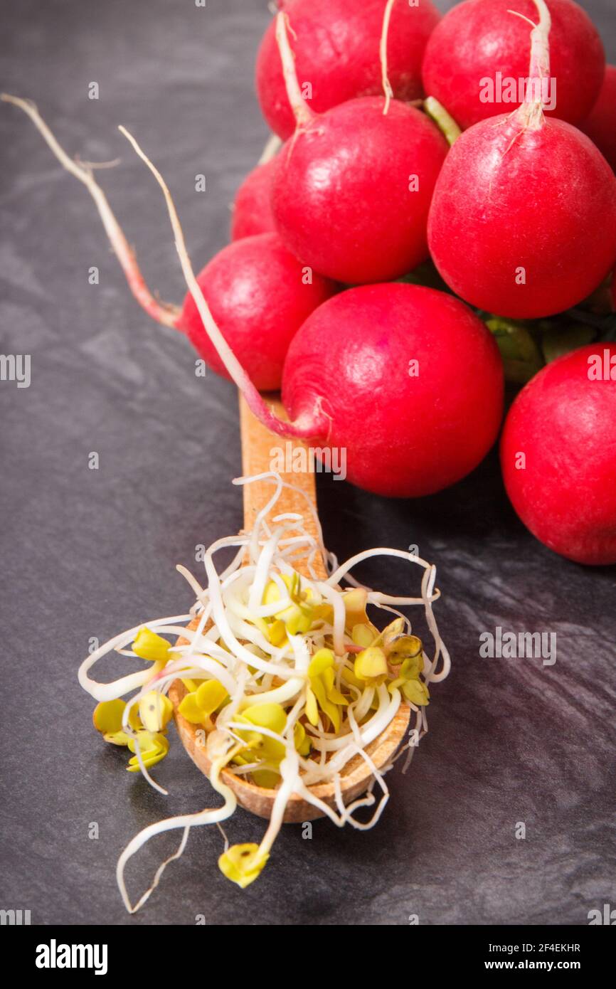 Fresh healthy sprouted radish seeds containing natural vitamins and ...