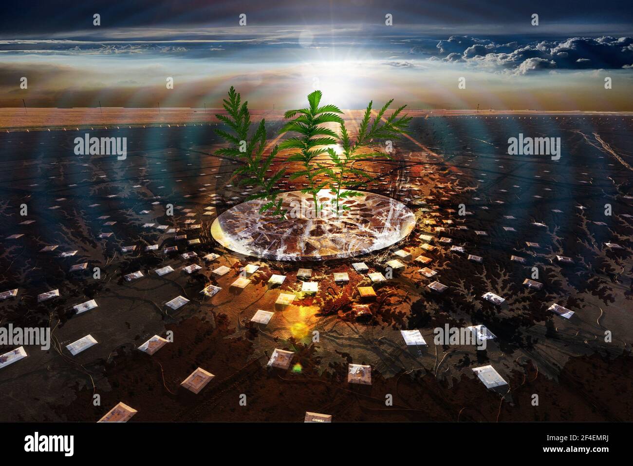 Сultured plants on the alien planet for further colonization and the ...