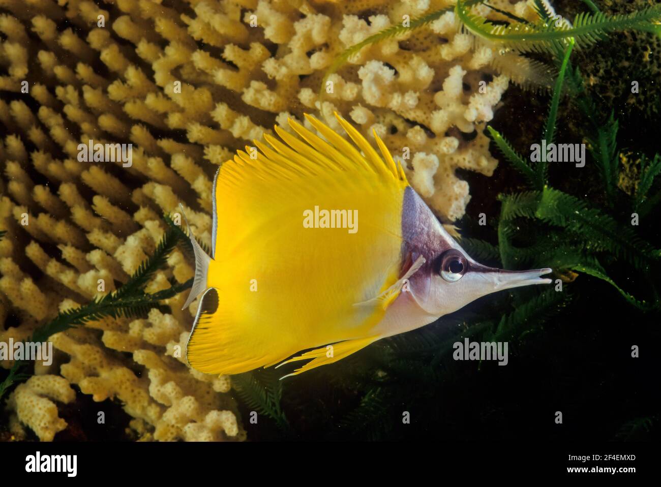 Forcipiger longirostris, commonly known as the longnose butterflyfish ...