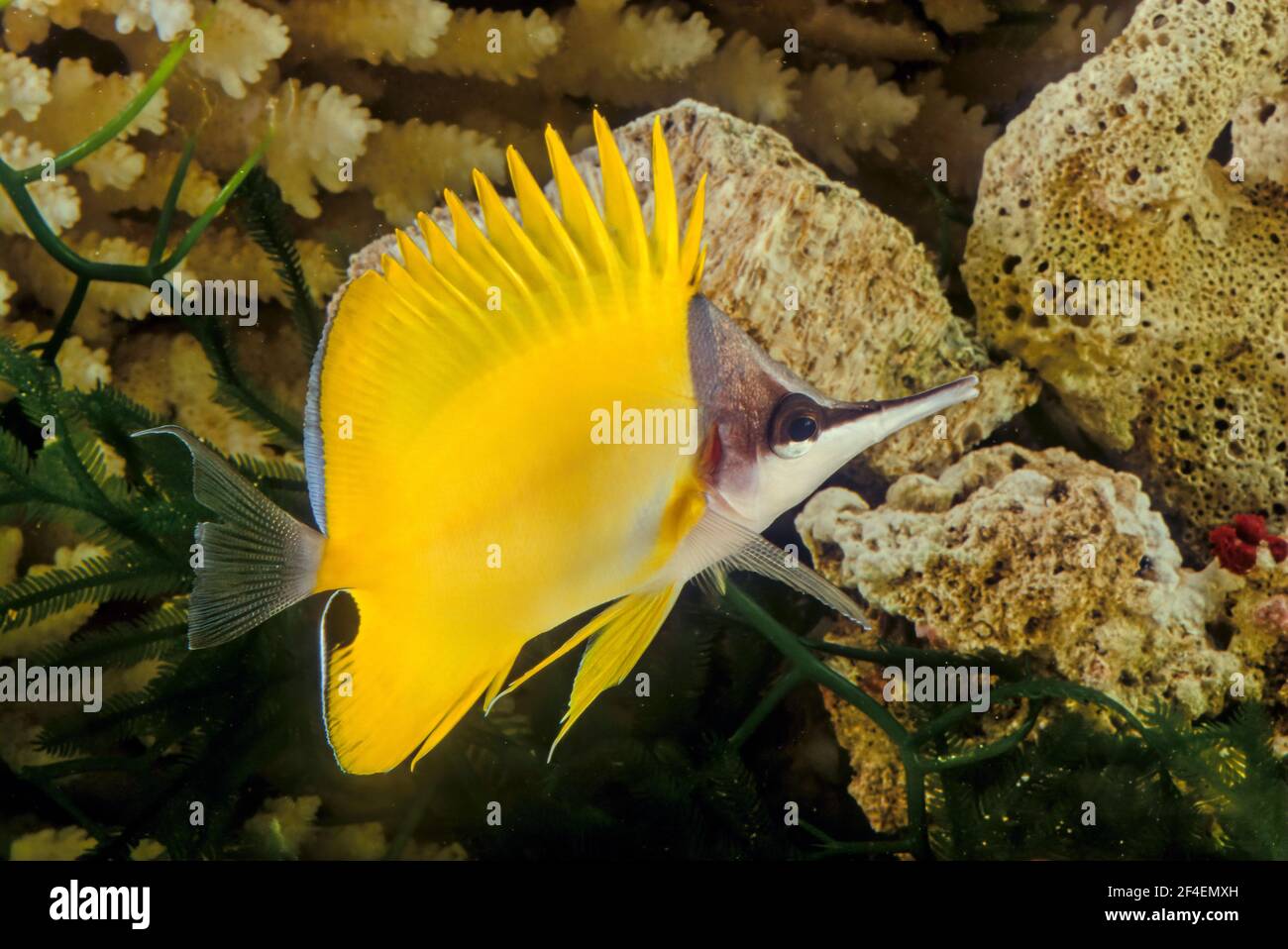 Forcipiger longirostris, commonly known as the longnose butterflyfish ...