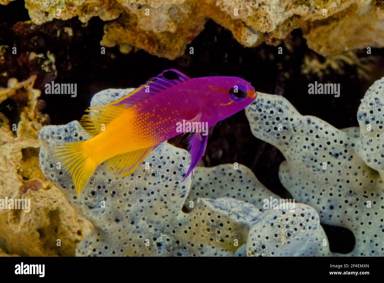 The royal gramma (Gramma loreto), also known as the fairy basslet, is a ...