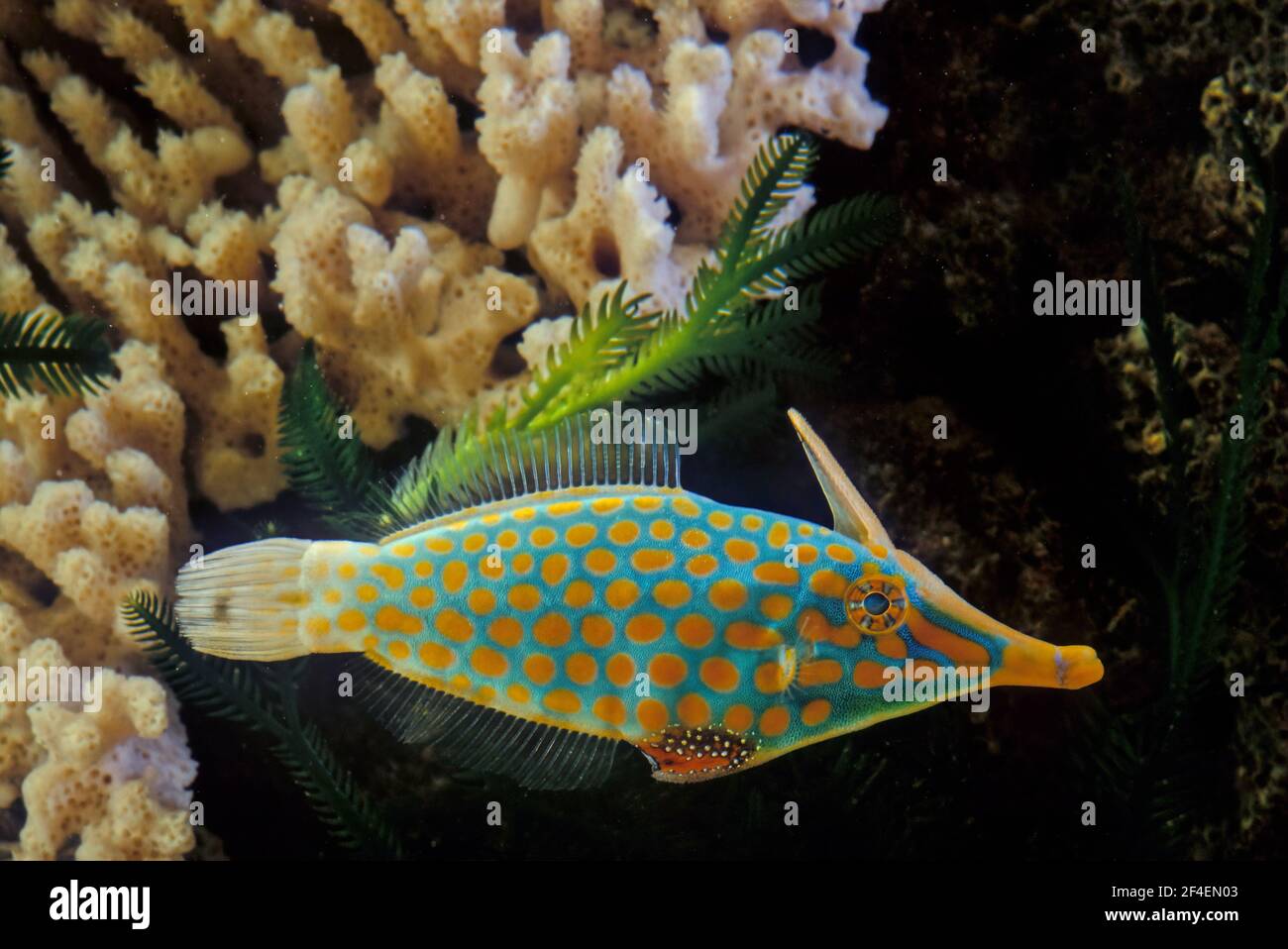 The orange spotted filefish or harlequin filefish, Oxymonacanthus ...