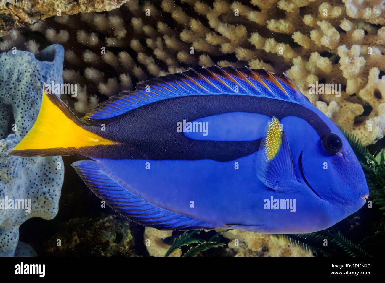 Paracanthurus hepatus is a species of Indo-Pacific surgeonfish. A ...