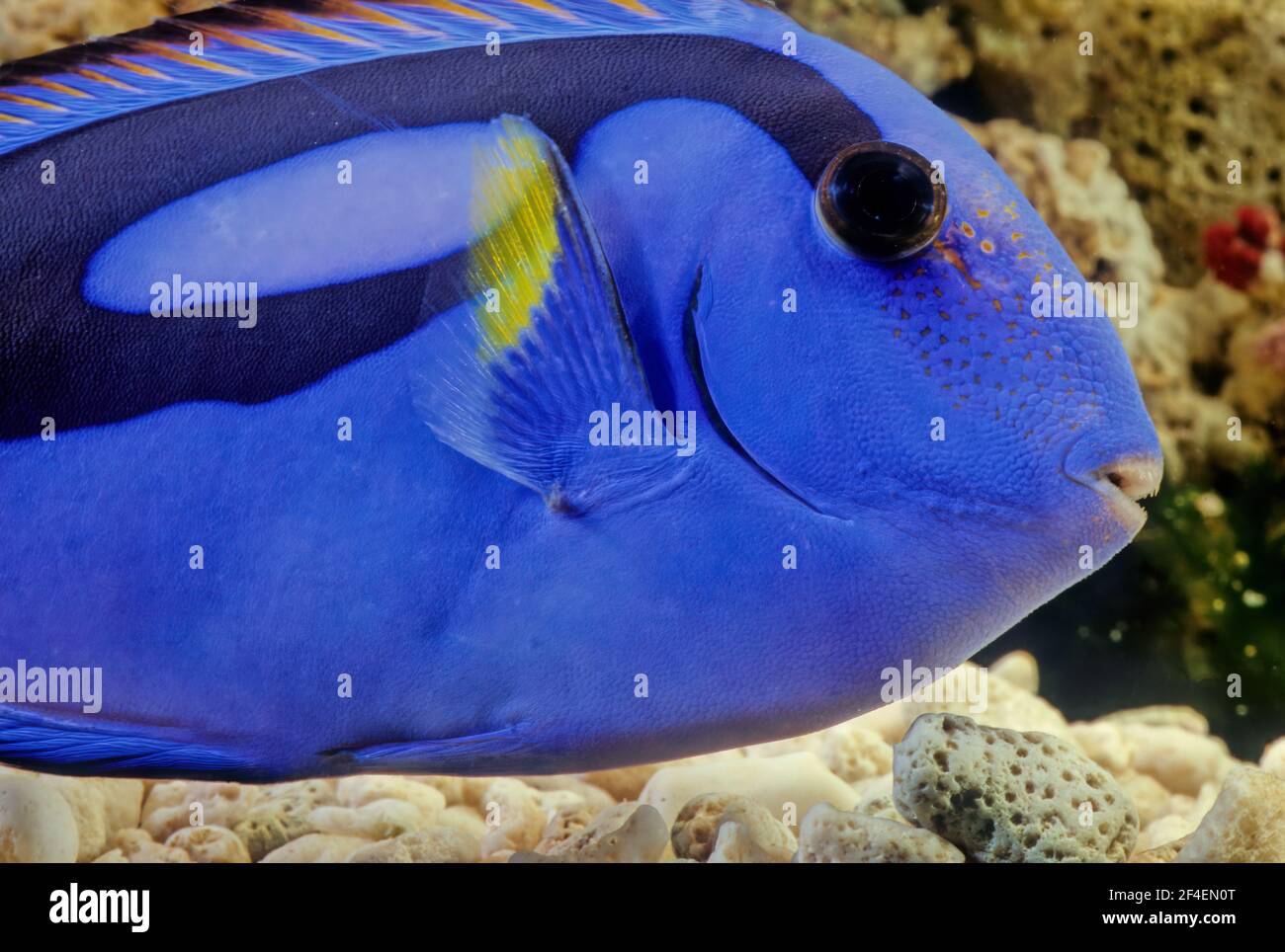 Paracanthurus hepatus is a species of Indo-Pacific surgeonfish. A ...