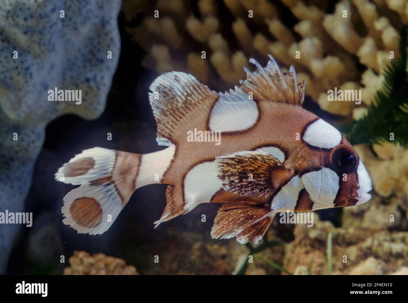 Plectorhinchus chaetodonoides, the harlequin sweetlips, is a species of ...