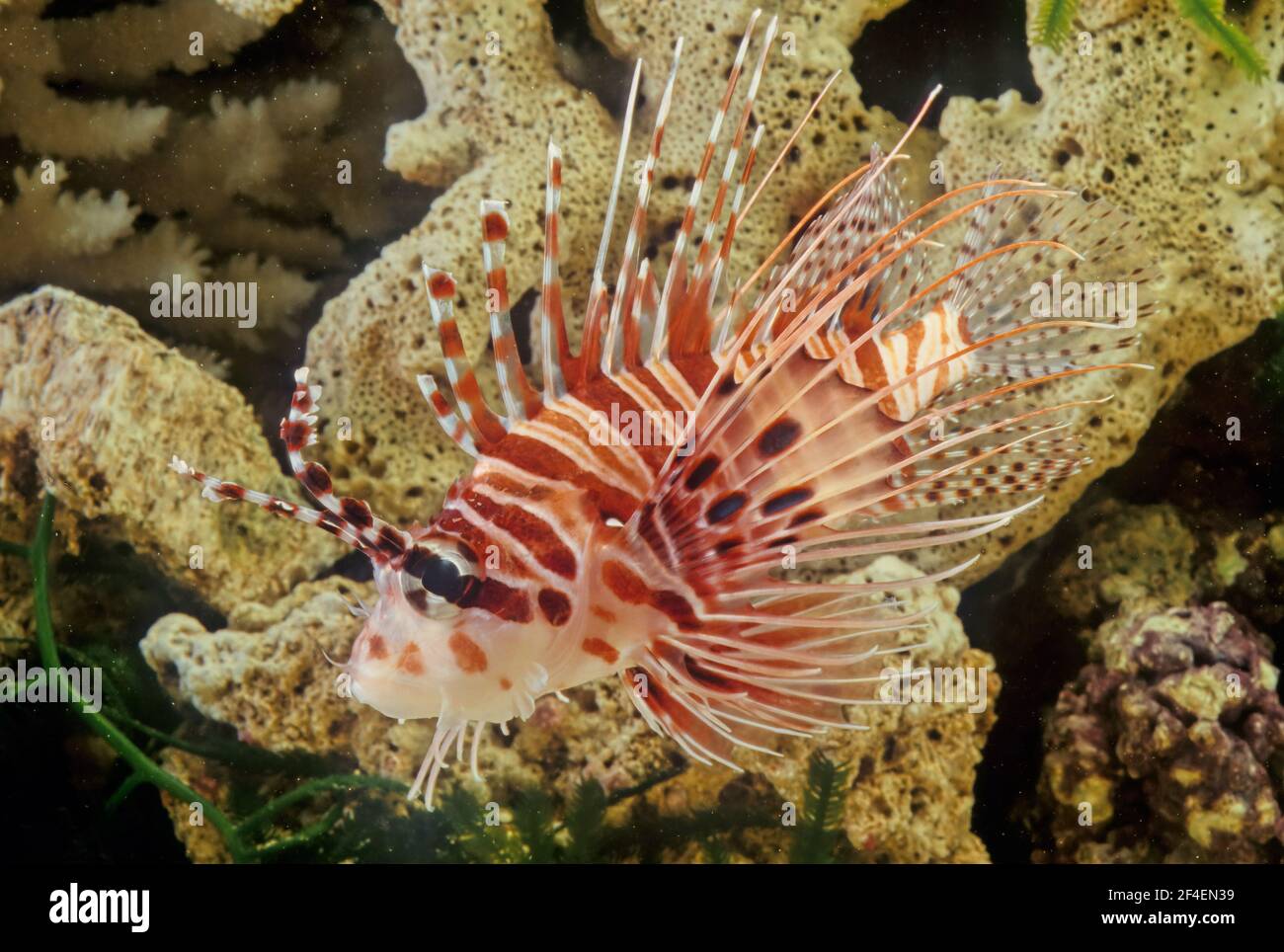 The spotfin lionfish or broadbarred firefish (Pterois antennata) is a ...