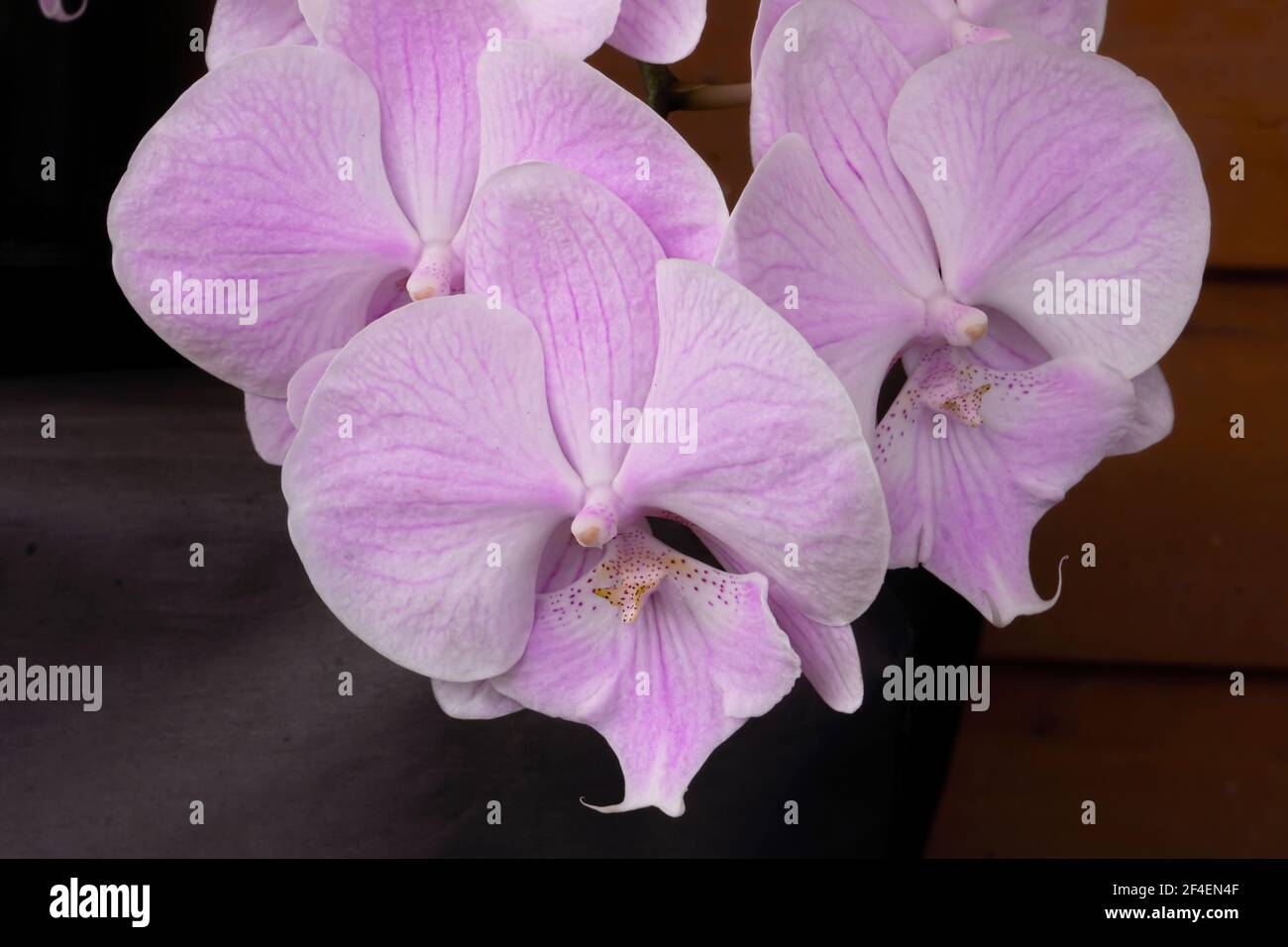 A close up of beautiful and showy vanda orchids growing on a veranda in ...