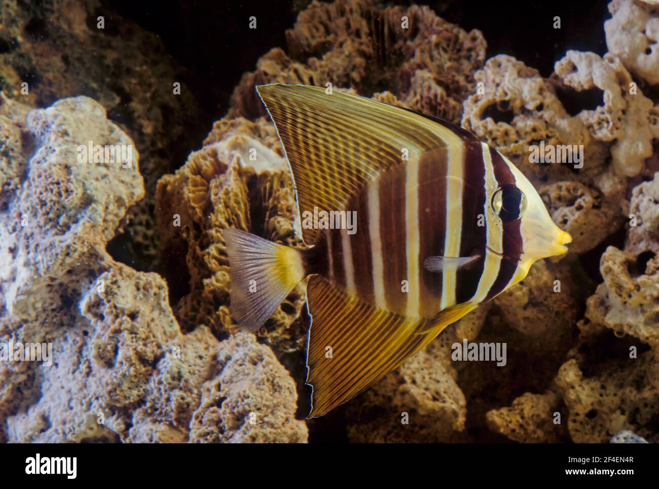 The sailfin tang (Zebrasoma veliferum) is a marine reef tang in the ...