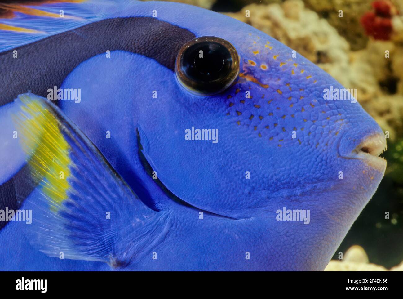 Paracanthurus hepatus is a species of Indo-Pacific surgeonfish. A ...