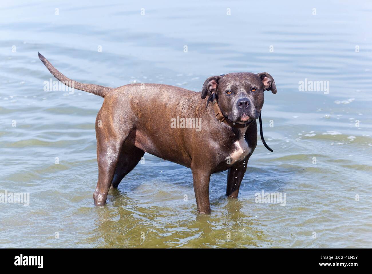 Dog in water Stock Photo - Alamy