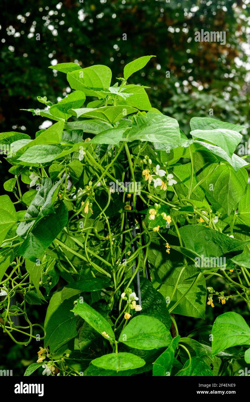 Flowering beans hi-res stock photography and images - Alamy