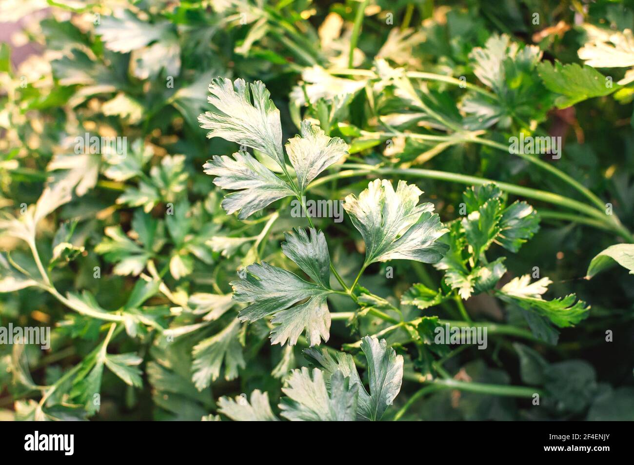 In the greenhouse, parsley grows in the sun. Green Background Parsley ...