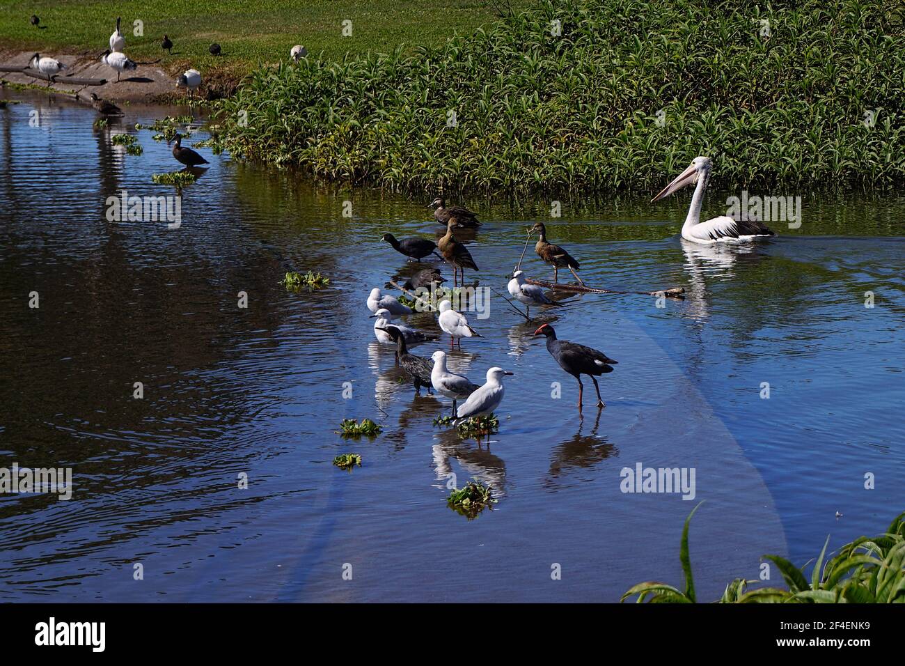 Waders australia hi-res stock photography and images - Alamy