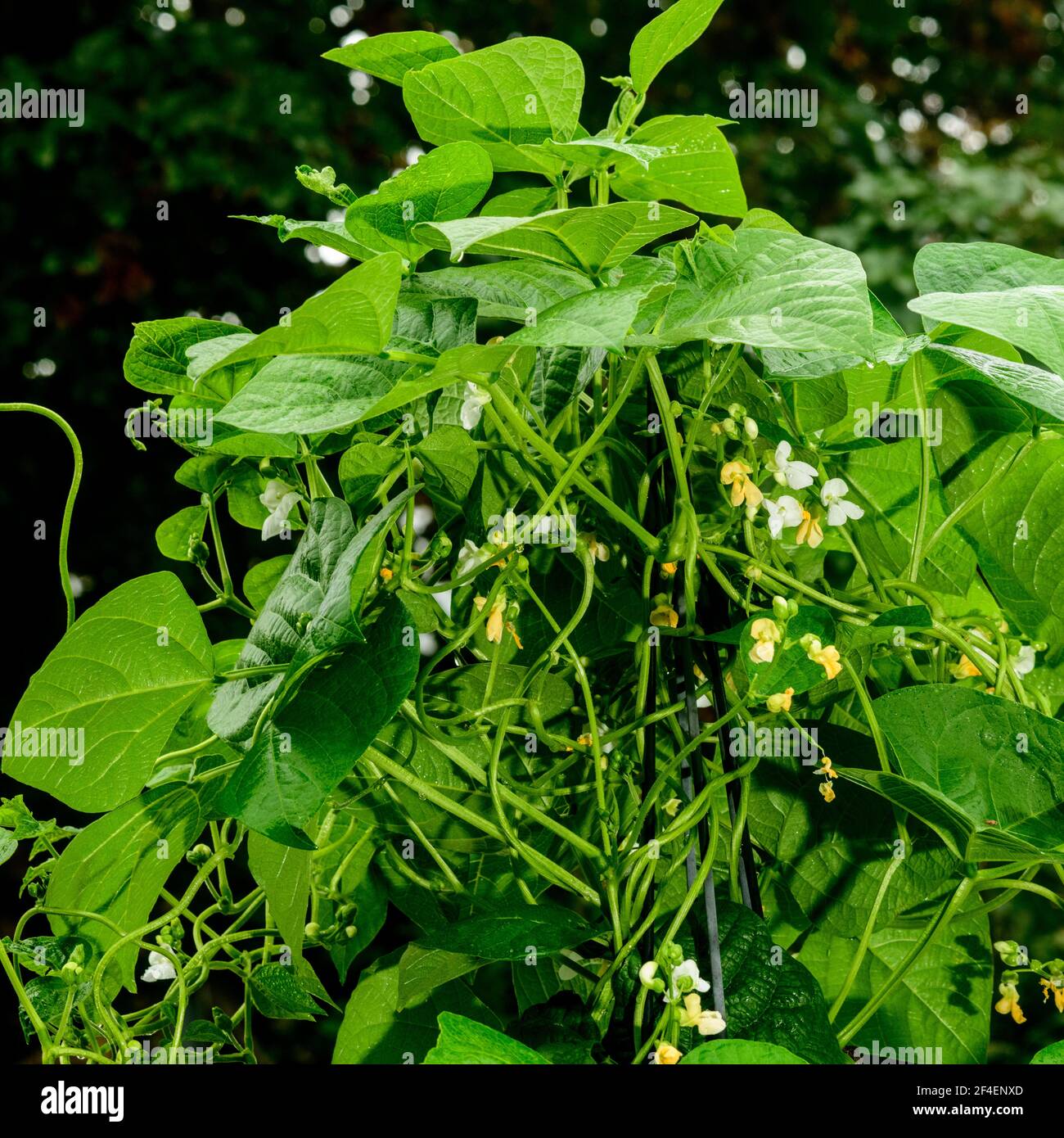 Flowering beans hi-res stock photography and images - Alamy