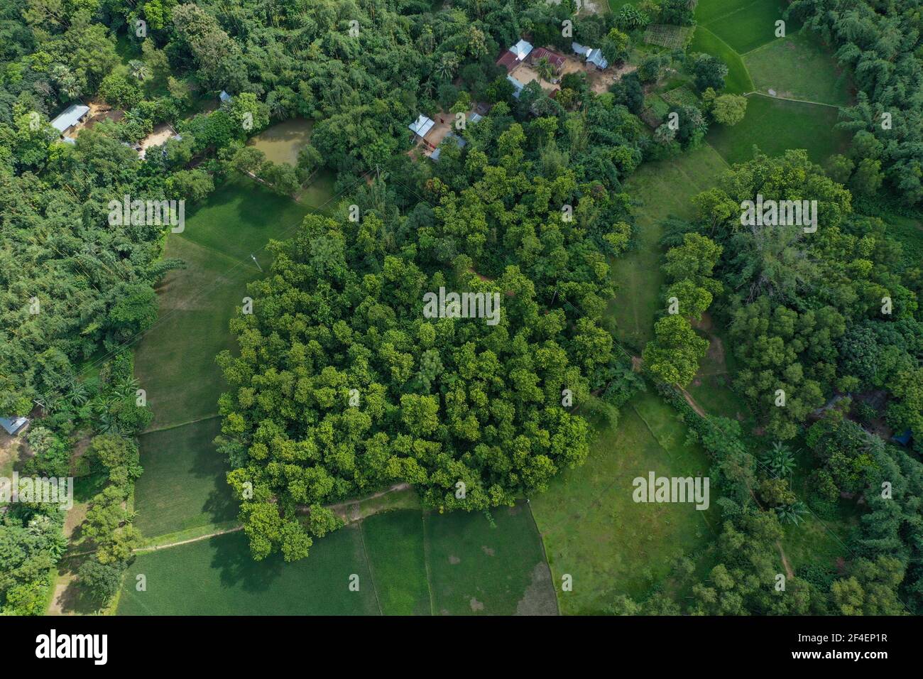 Aerial view of a rural area of Bhaluka of Mymenshing district ...