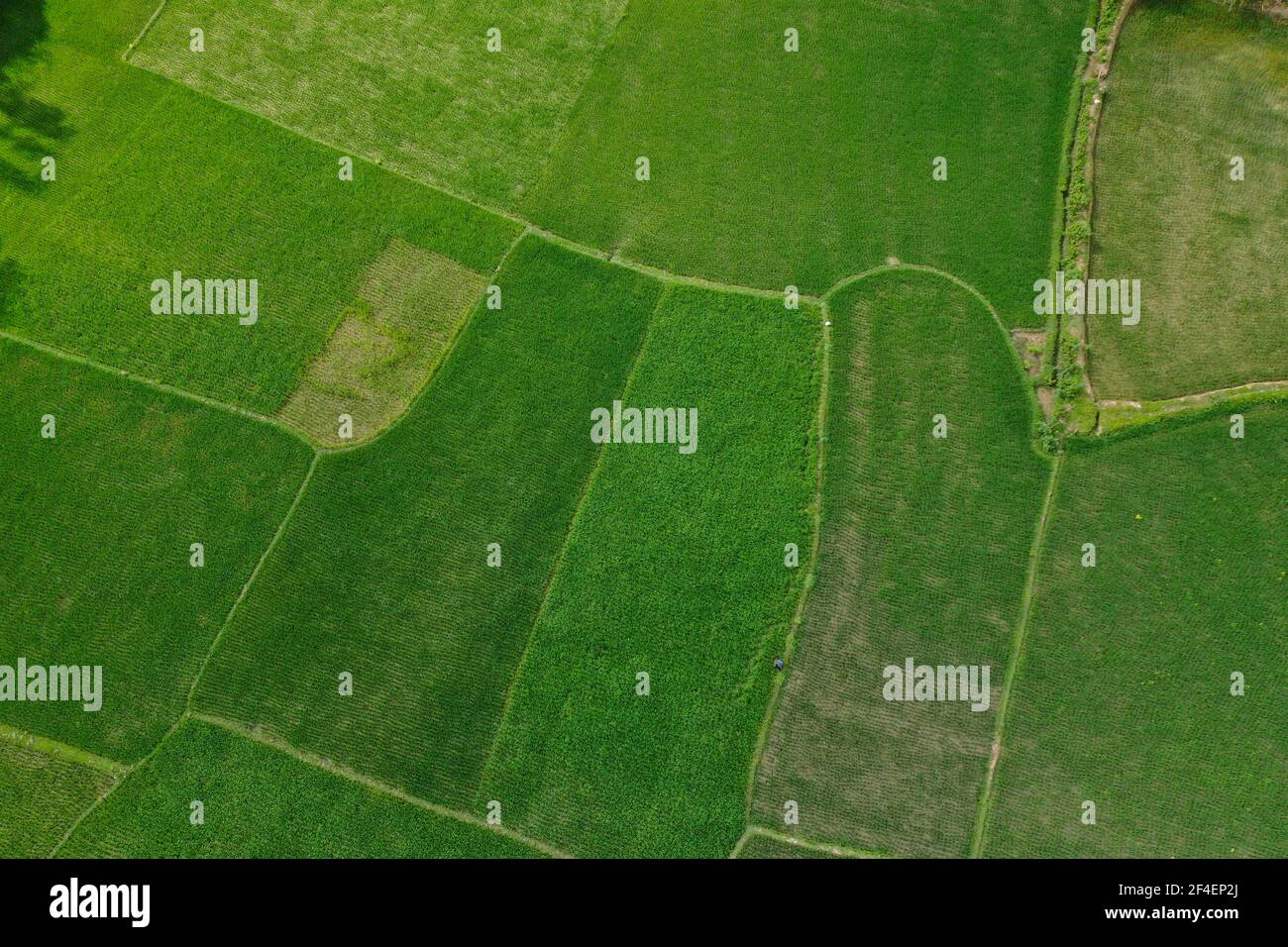 Aerial view of a rural area of Bhaluka of Mymenshing district ...