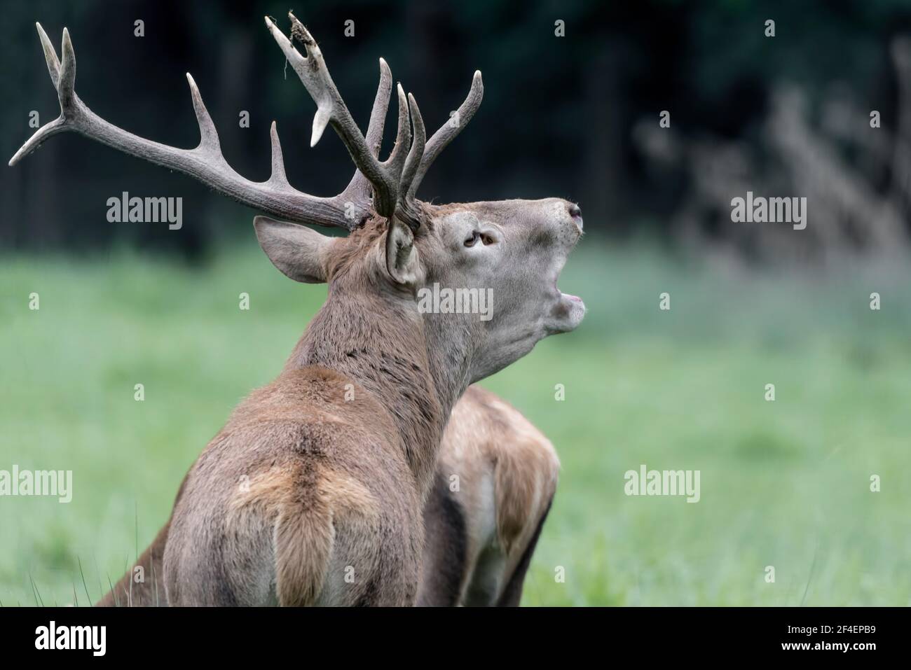 Red deer male call females in rutting season (Cervus elaphus Stock ...