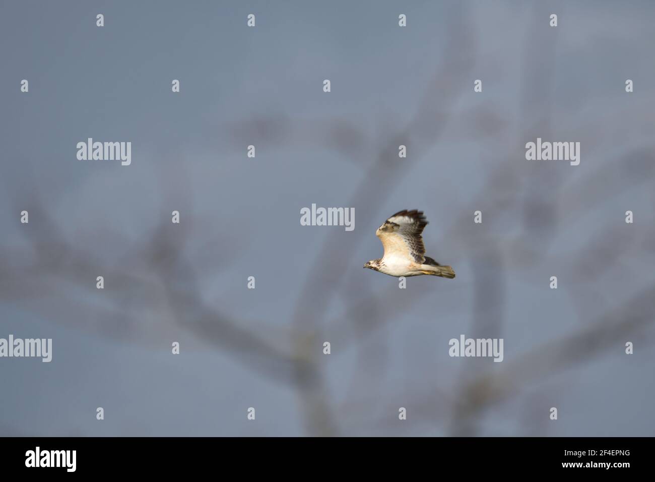 A buzzard bird in mid flight through the branches of a tree close to ...