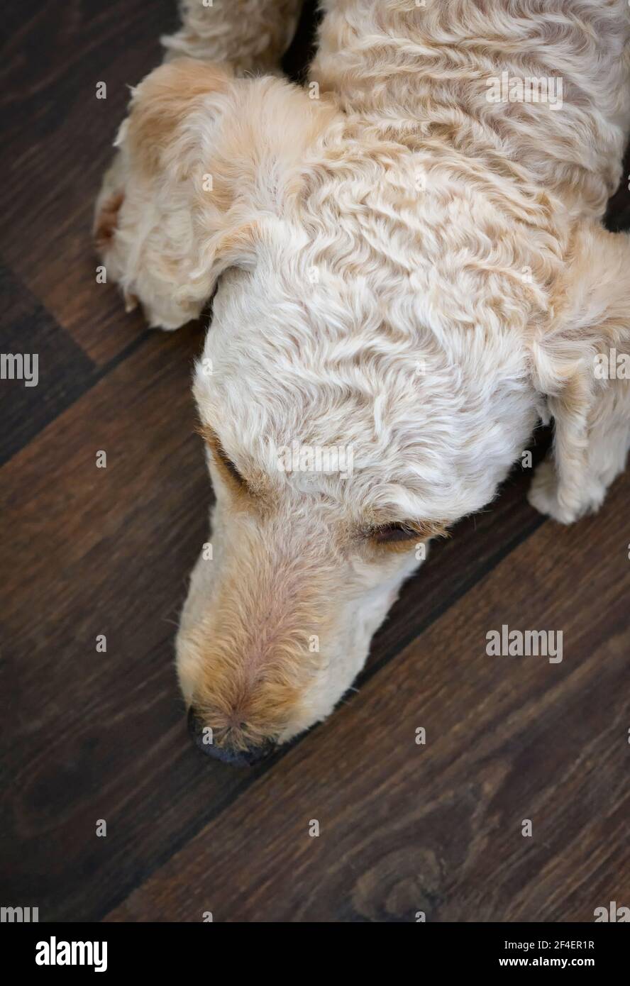 Close up of the head of a beige coloured Labradoodle dog as it lies ...