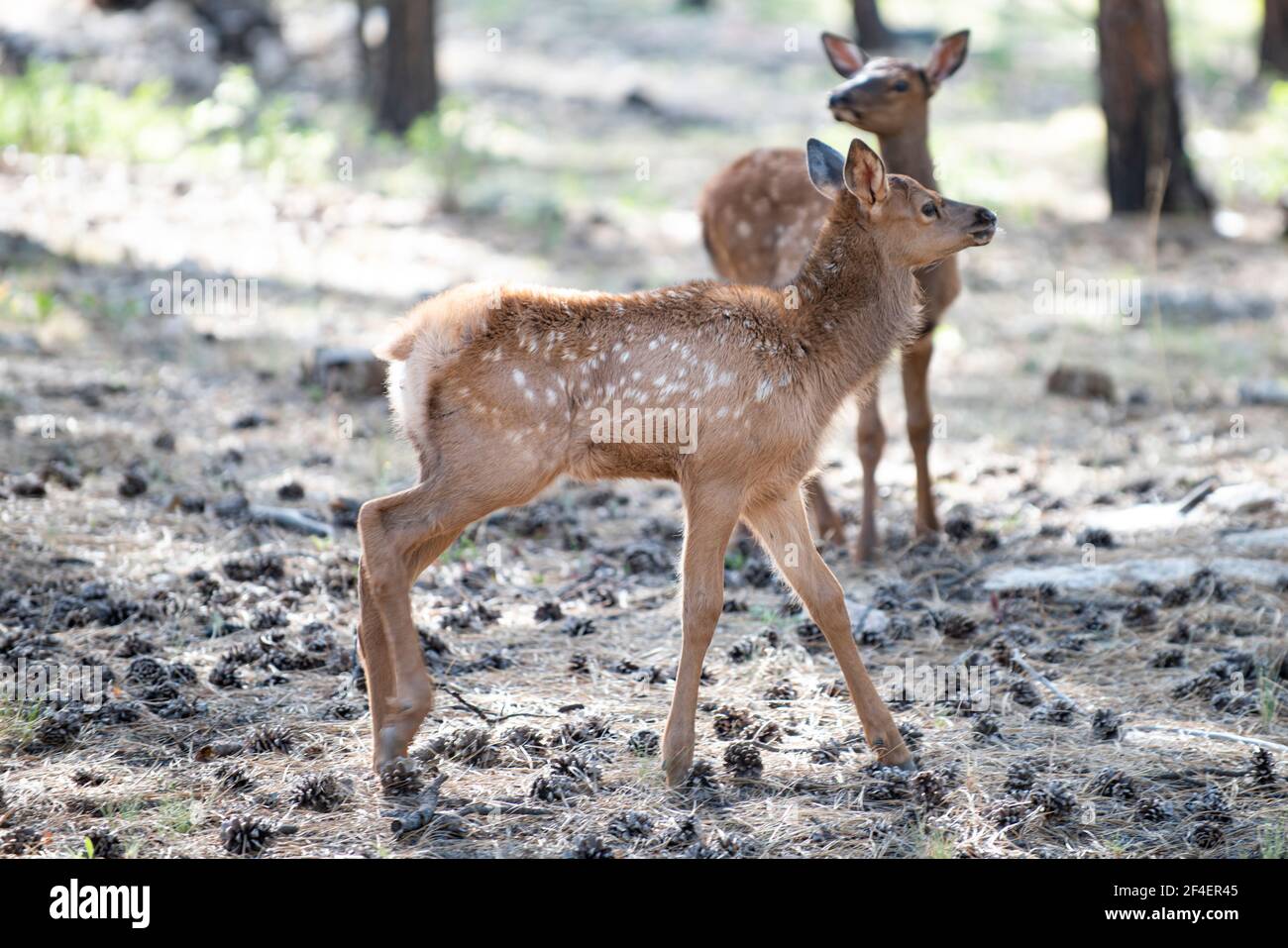 Deer Fawn, Bambi, capreolus. White-tailed young roe. Beautiful wildlife ...