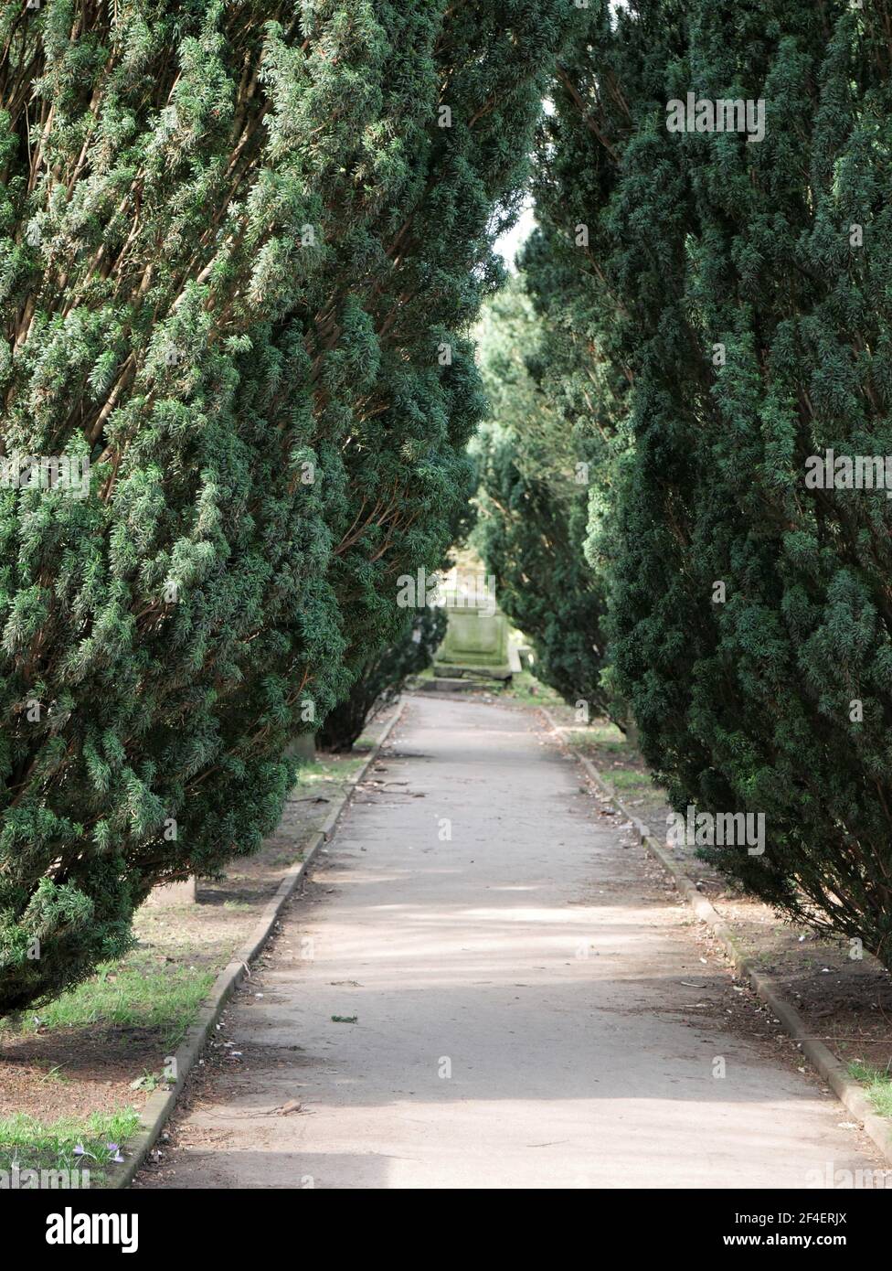 Yew tree cemetery london hi-res stock photography and images - Alamy