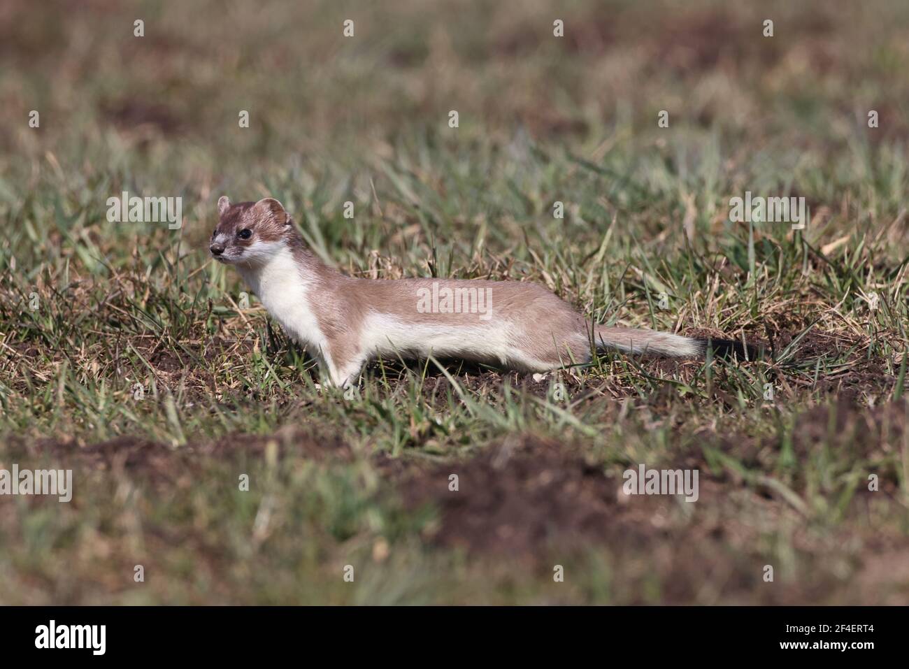 Ermine rodent hi-res stock photography and images - Alamy