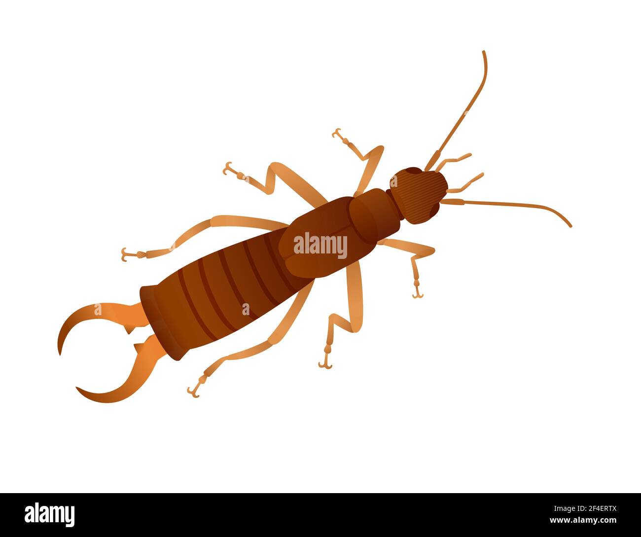Top view of insect bug earwig cartoon animal design vector illustration ...