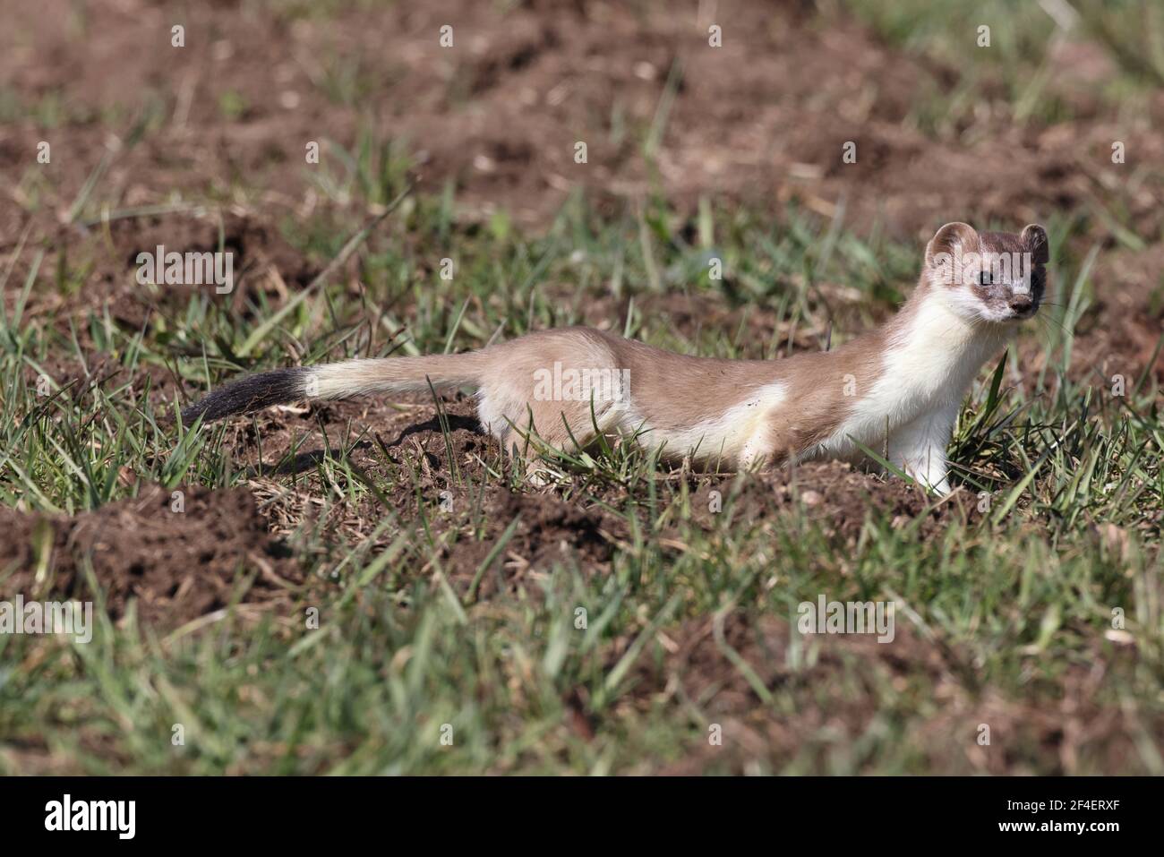 Ermine rodent hi-res stock photography and images - Alamy