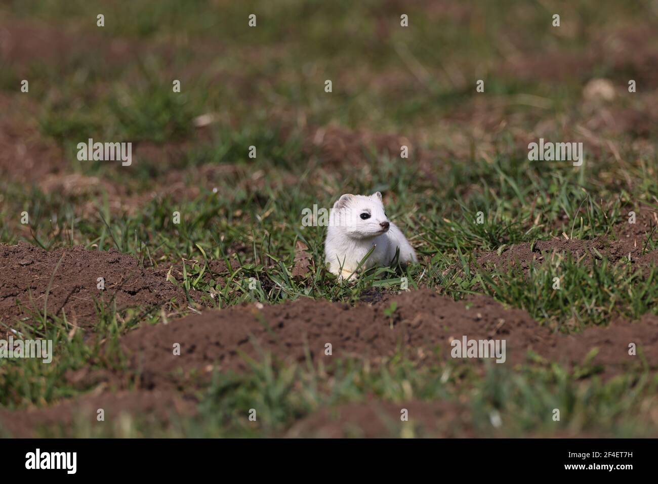 stoat (Mustela erminea) Swabian Alps Germany Stock Photo - Alamy