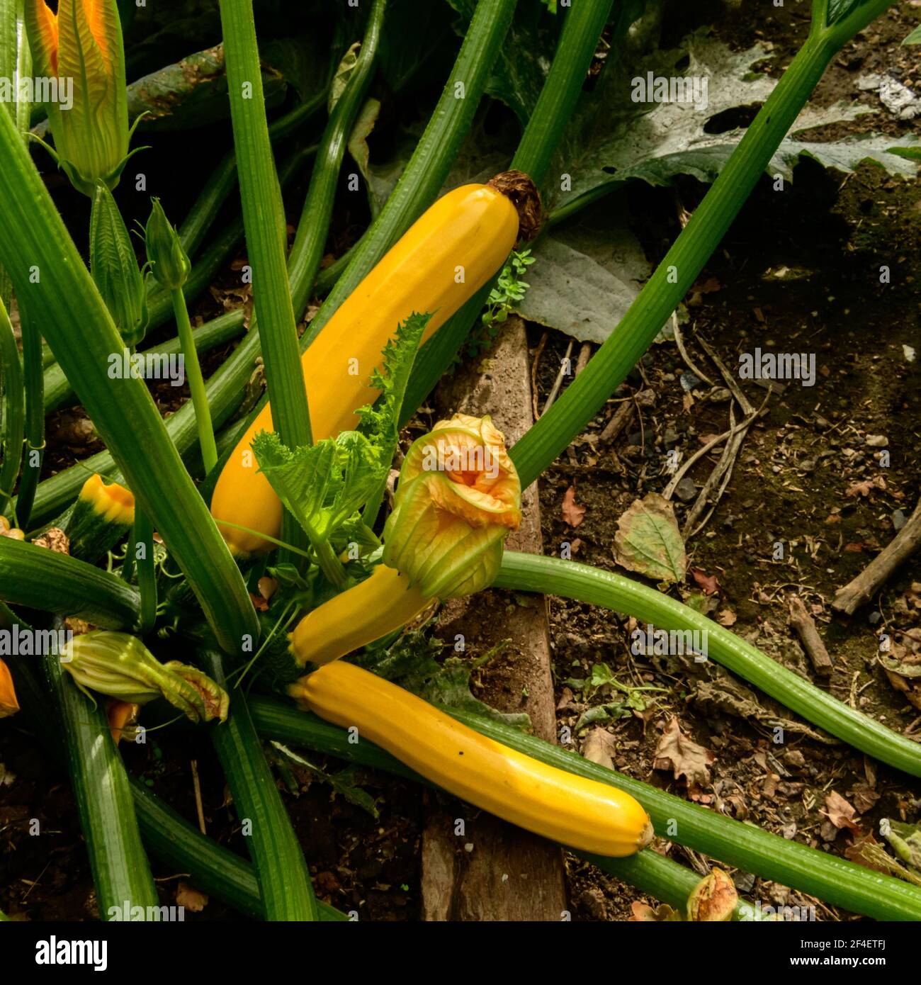 Yellow or Golden Zucchini growing well in the kitchen garden Stock ...