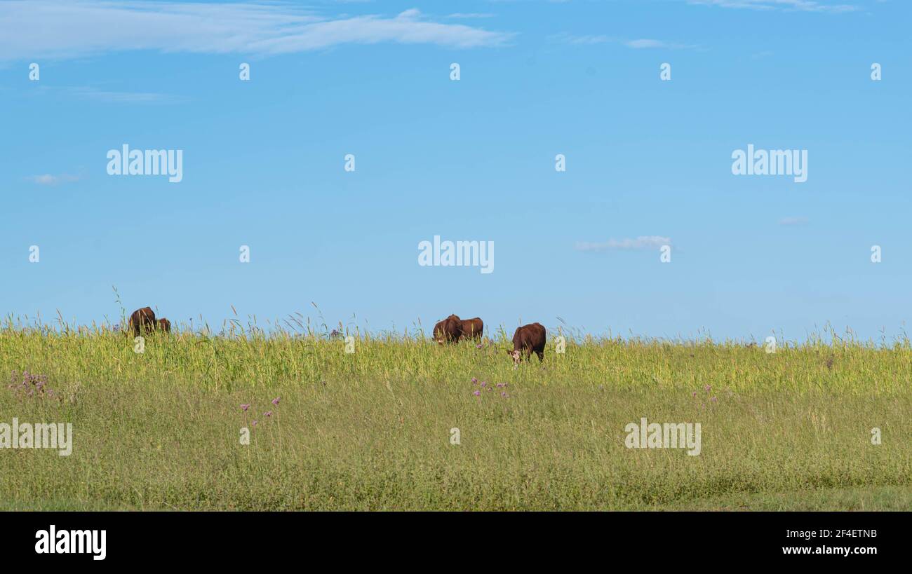 Cattle farming in the fields of the Pampa biome in southern Brazil ...