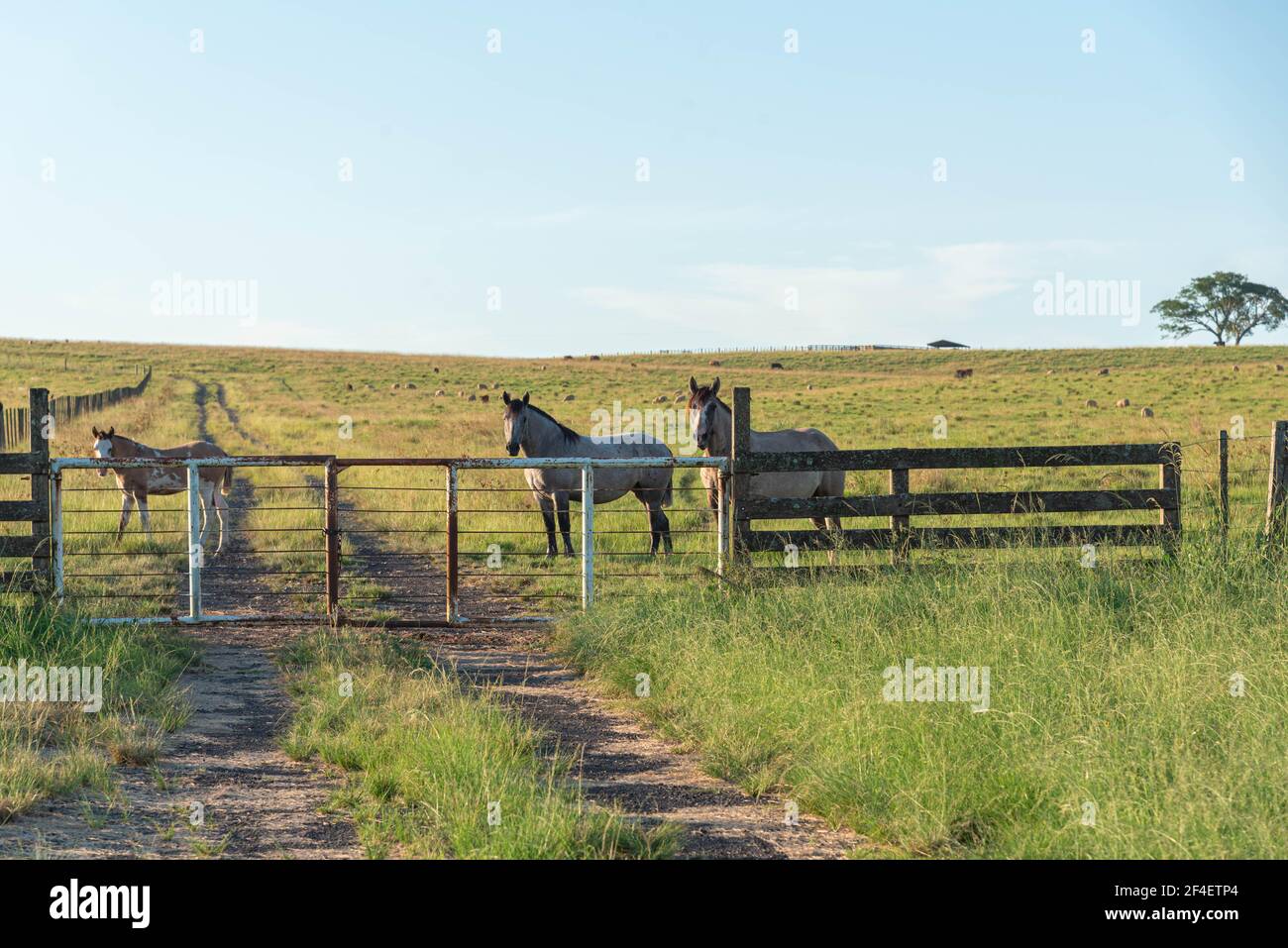 Creole horse breeding field and farm in Brazil. Creole is a Brazilian ...