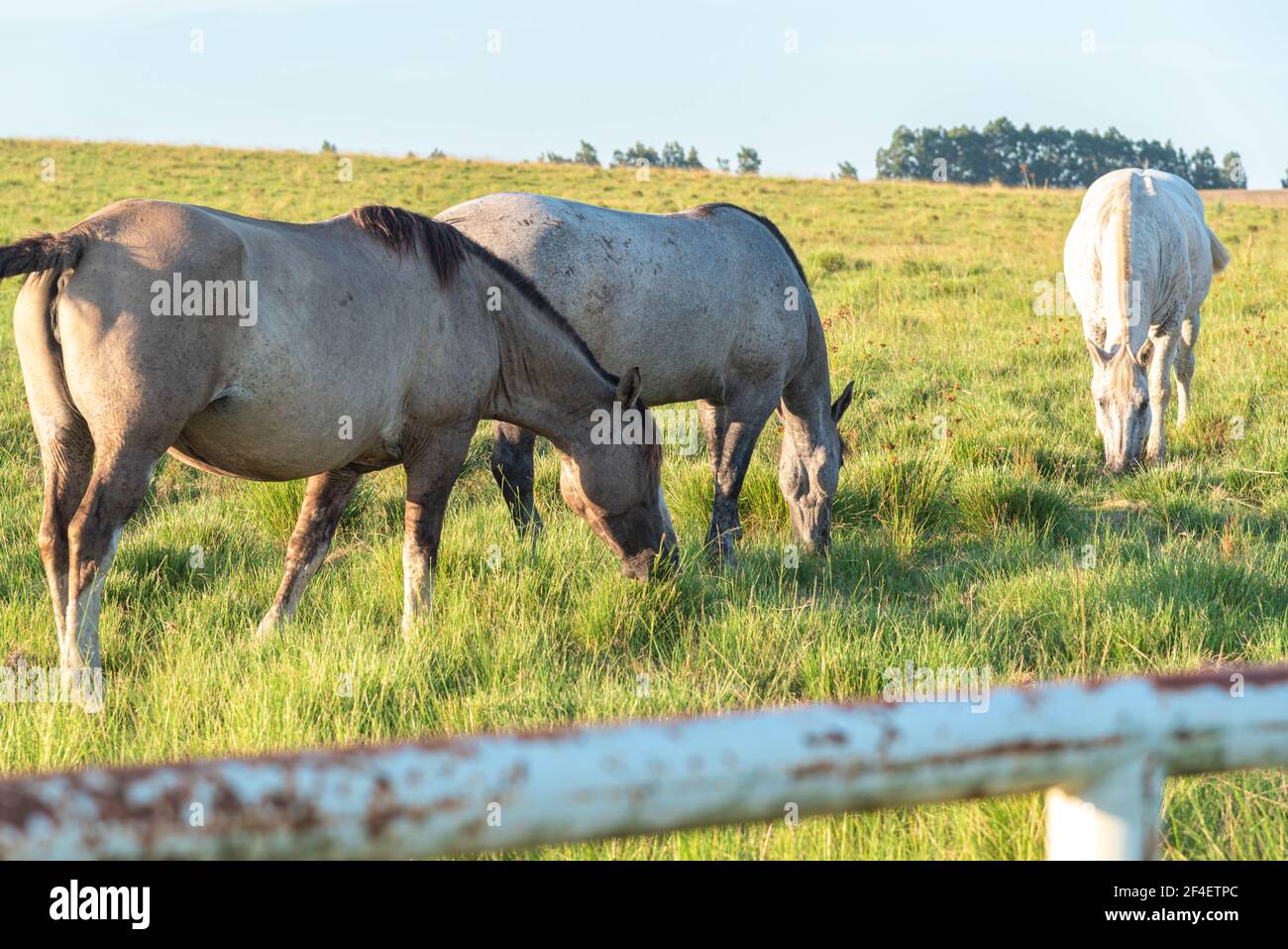 Creole horse breeding field and farm in Brazil. Creole is a Brazilian ...