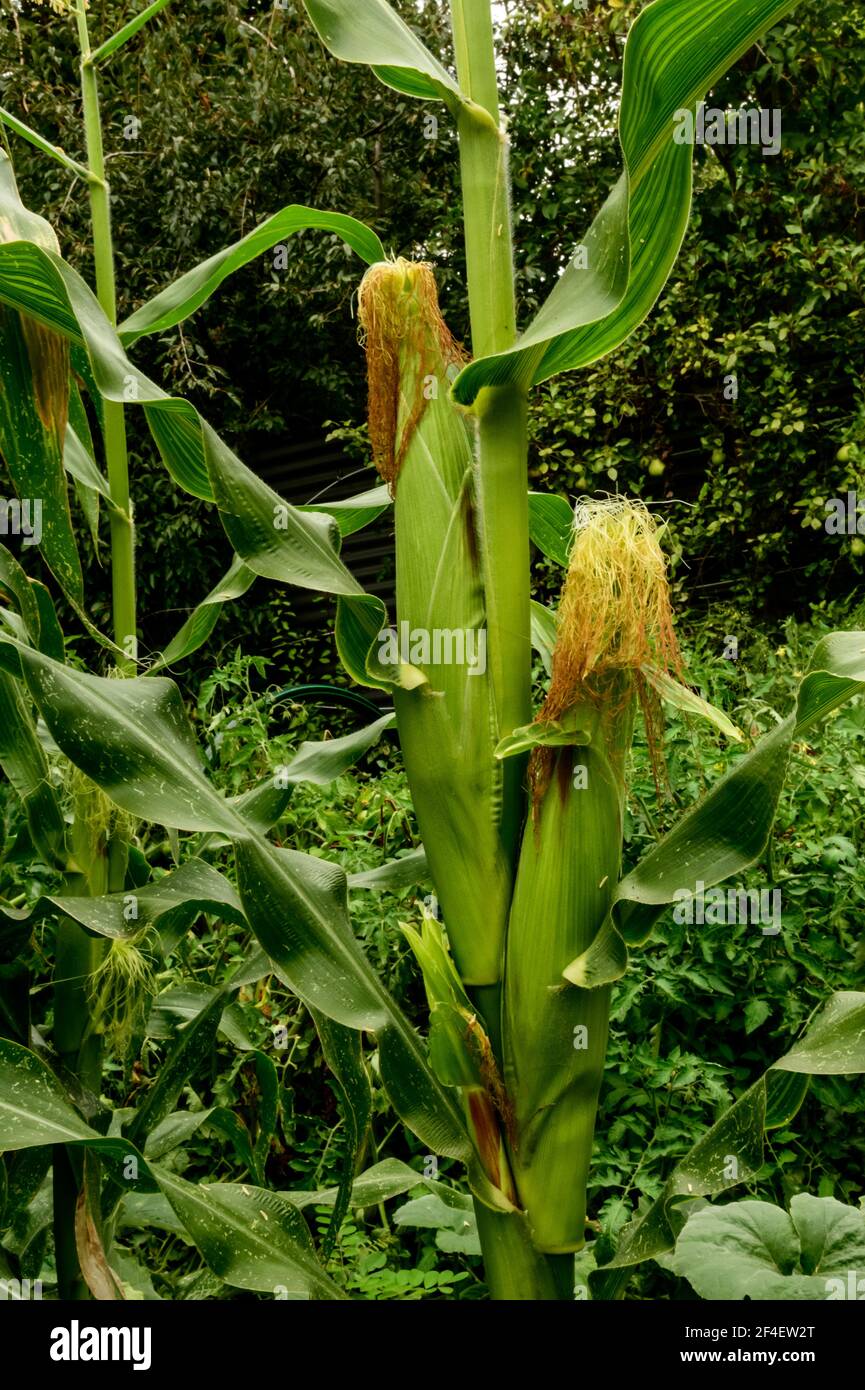 Corn tassels hi-res stock photography and images - Alamy