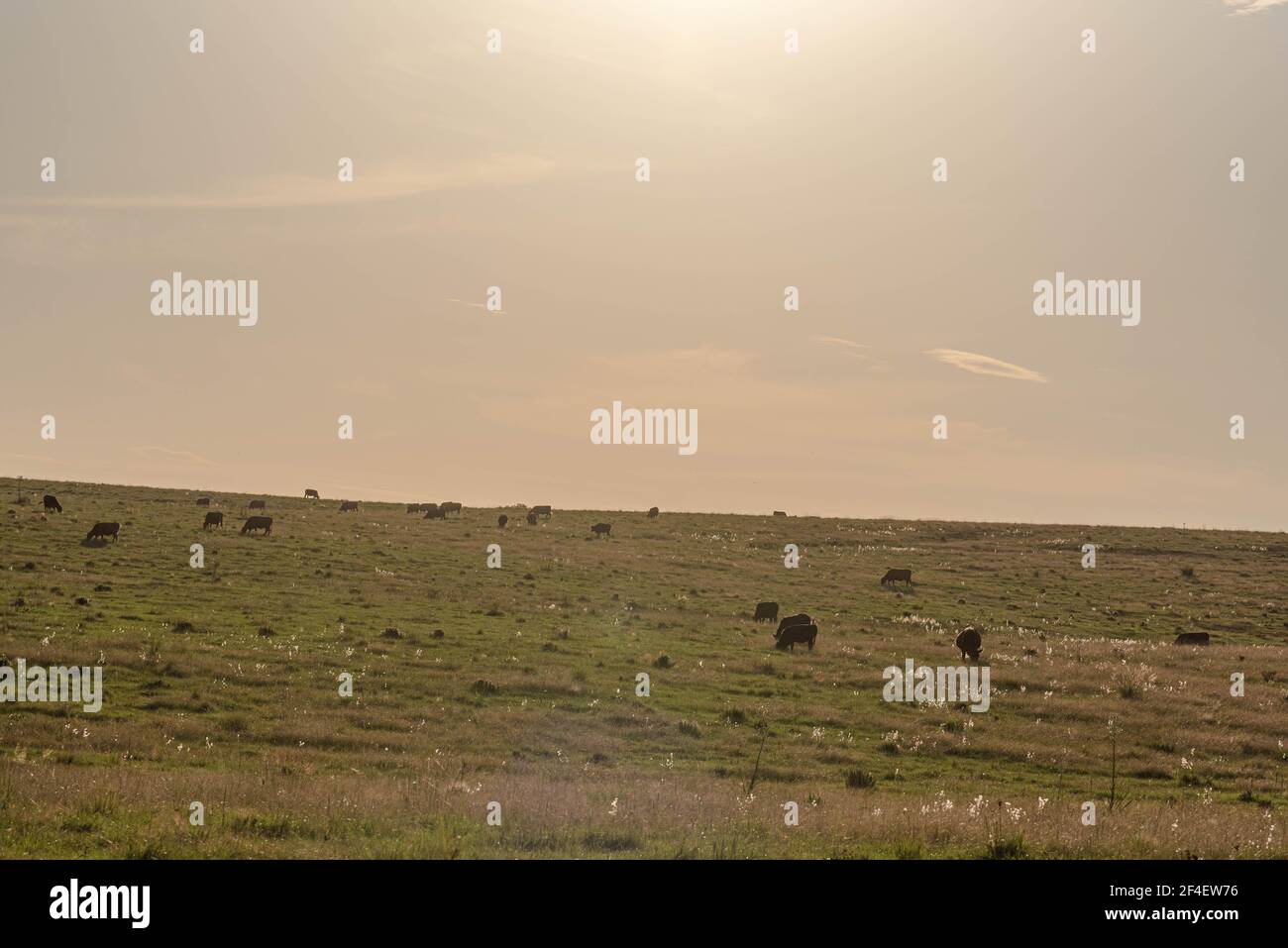 Rural landscape of the pampas of Rio Grande do Sul in Brazil and the ...