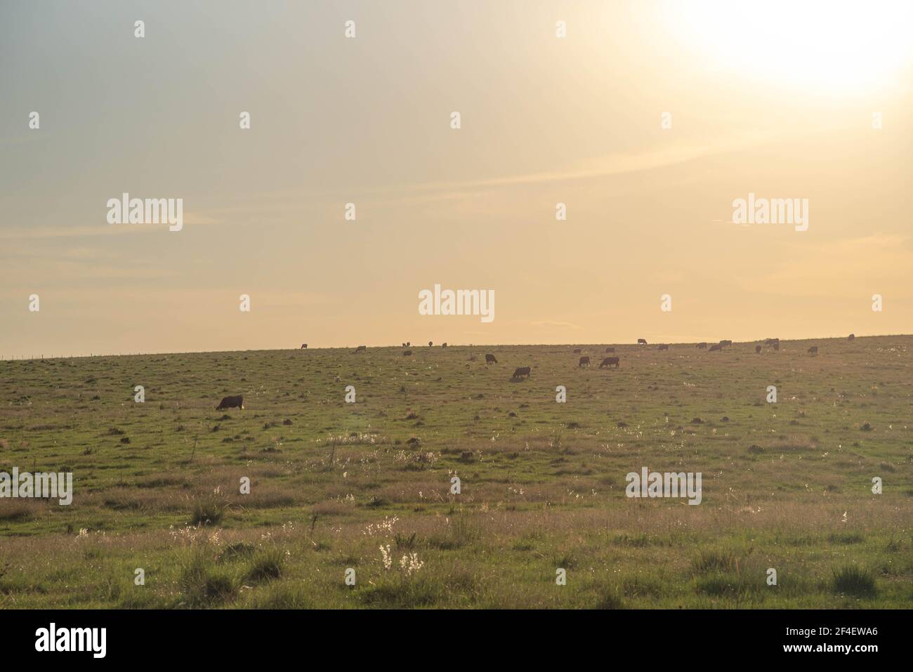 Rural landscape of the pampas of Rio Grande do Sul in Brazil and the ...