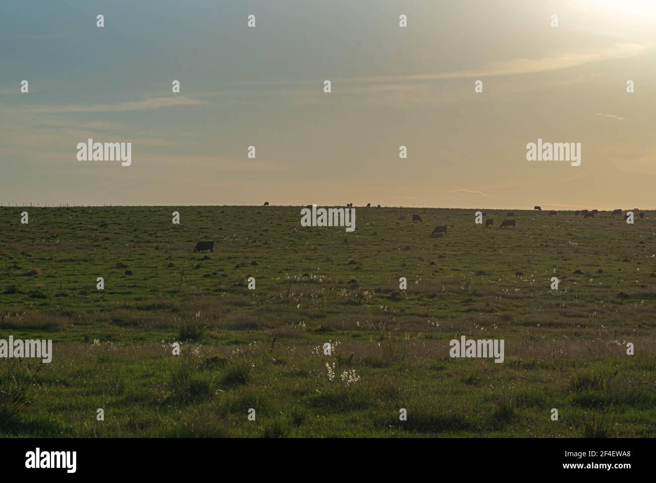 Rural landscape of the pampas of Rio Grande do Sul in Brazil and the ...