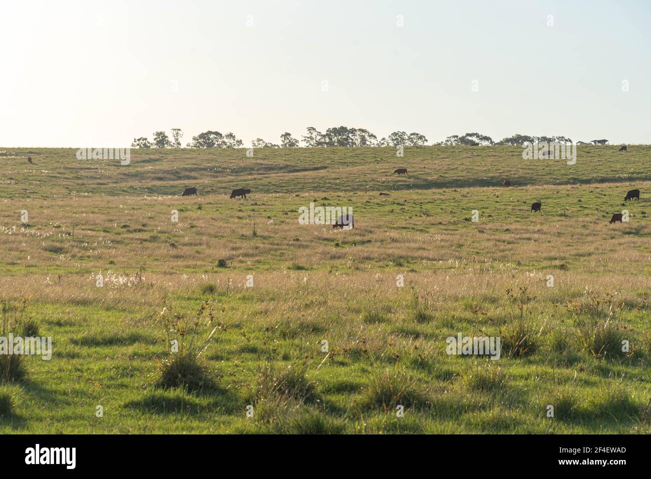 Rural landscape of the pampas of Rio Grande do Sul in Brazil and the ...