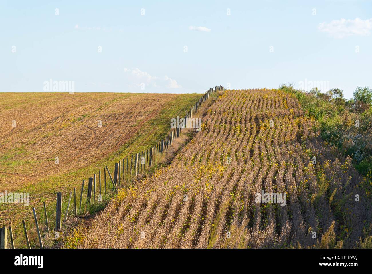 Soybean plantations hi-res stock photography and images - Alamy