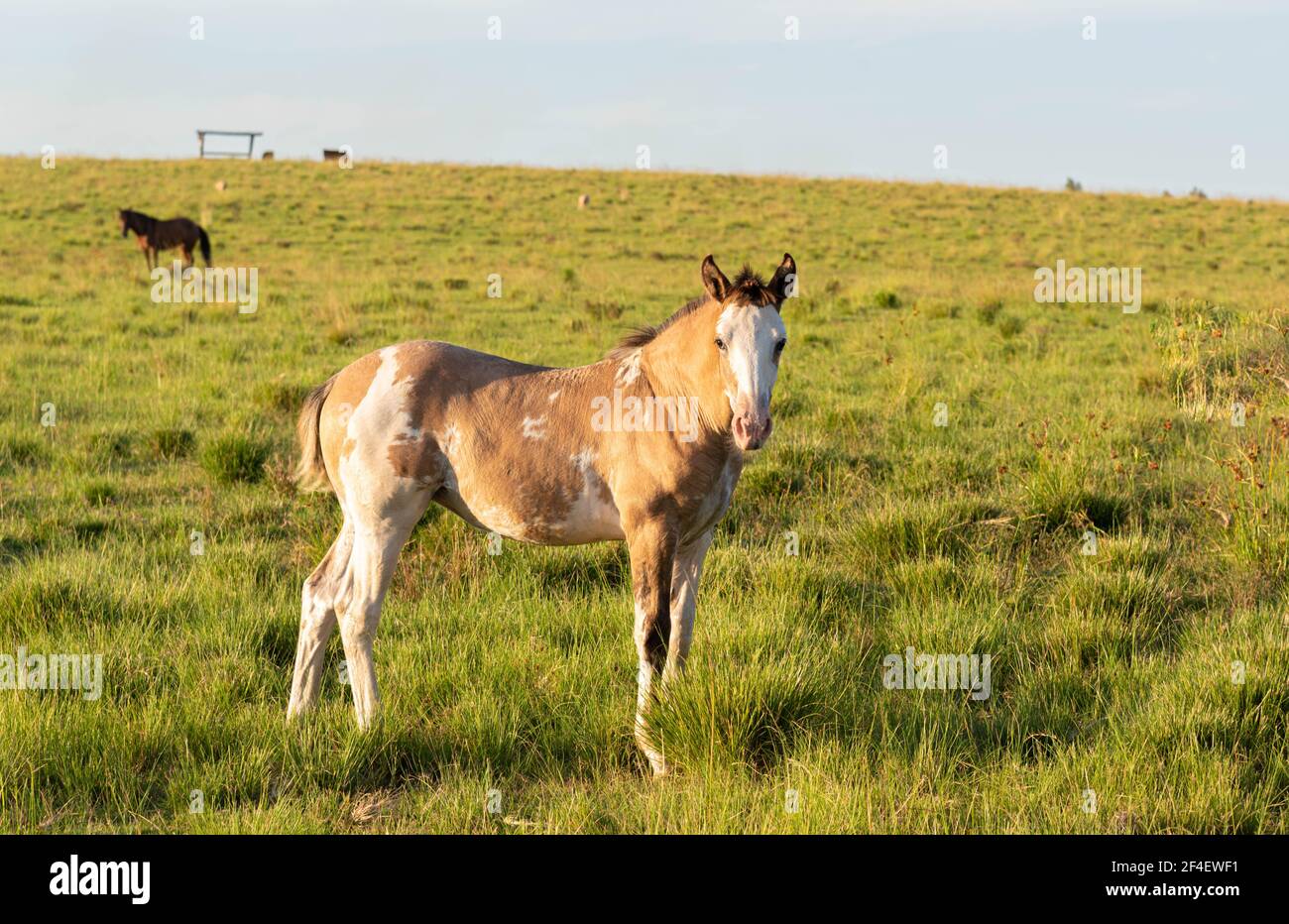 Young Creole foal in a horse breeding farm in southern Brazil. Creole ...