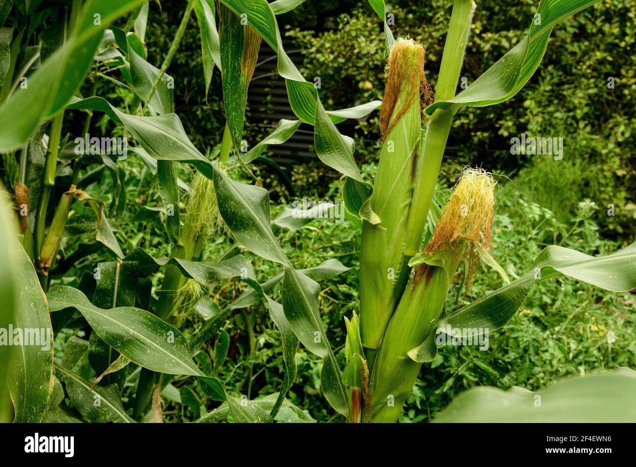 Sweet corn tassels hi-res stock photography and images - Alamy