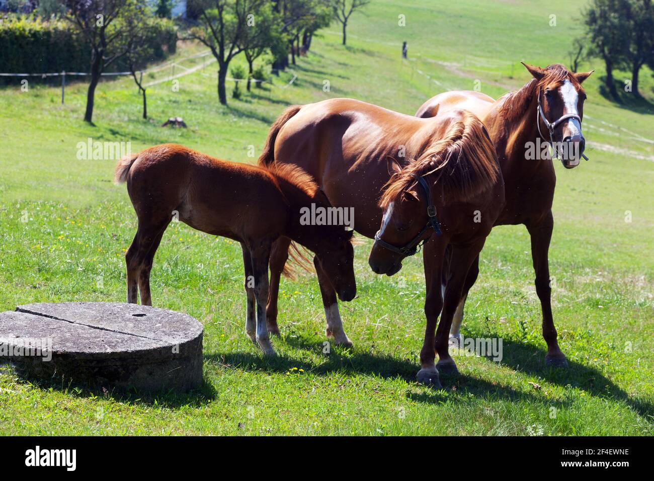 Stallion and mare horse hi-res stock photography and images - Alamy