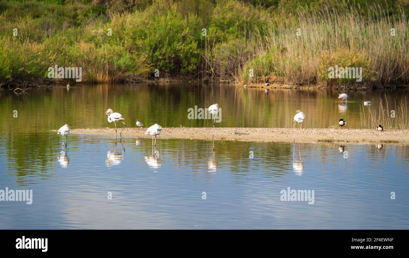 Flamingo reflecting in water hi-res stock photography and images - Alamy
