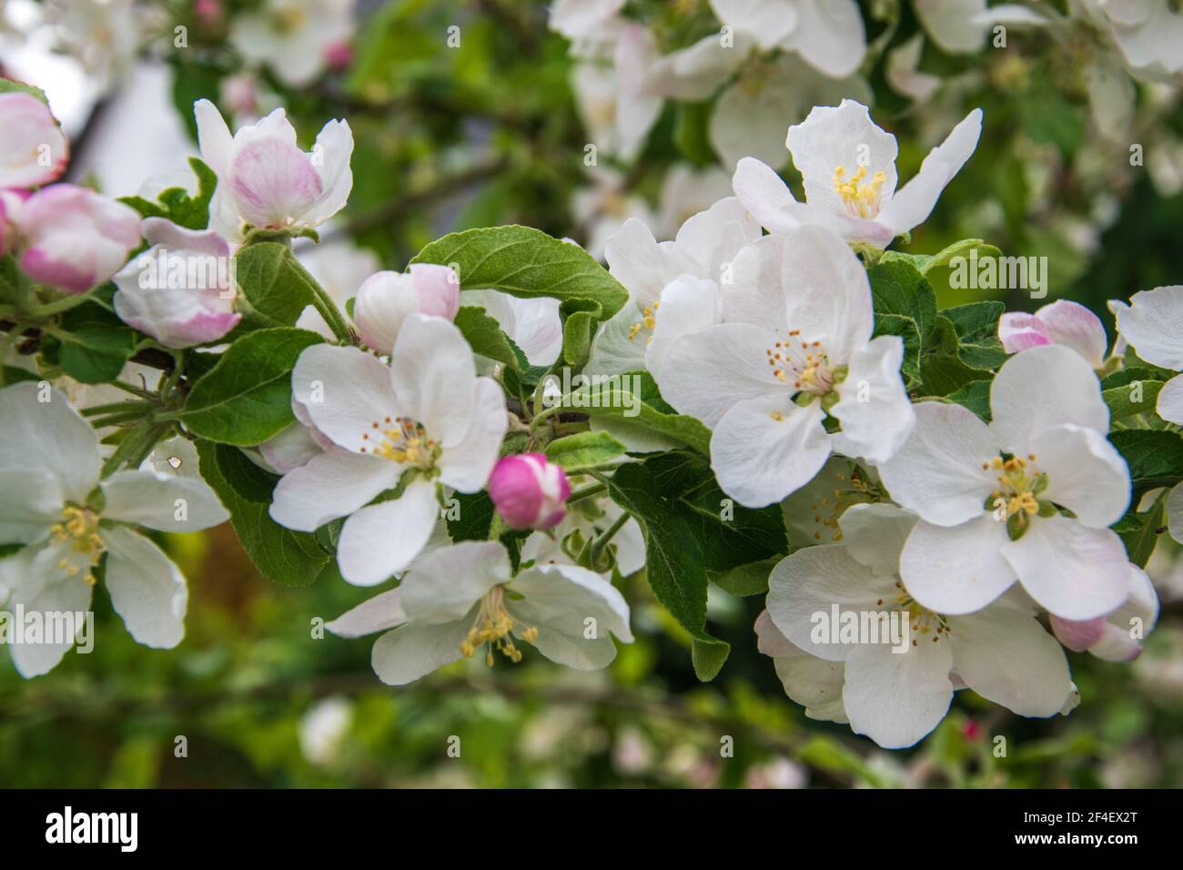 Blossom of the apple tree in spring Stock Photo - Alamy