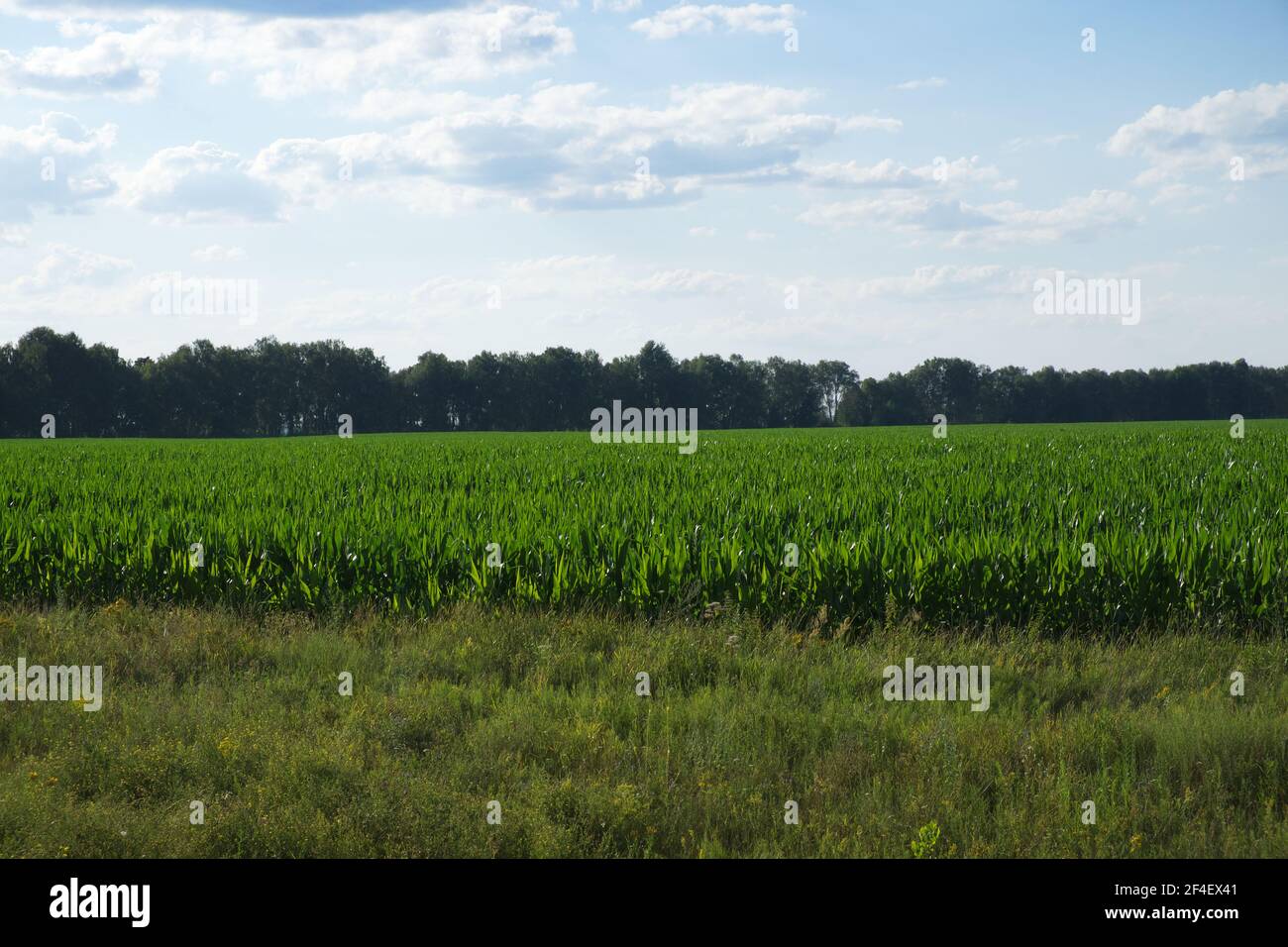 Plants of corn on a farm plot. Farmland. Growing corn. Agro-landscape ...