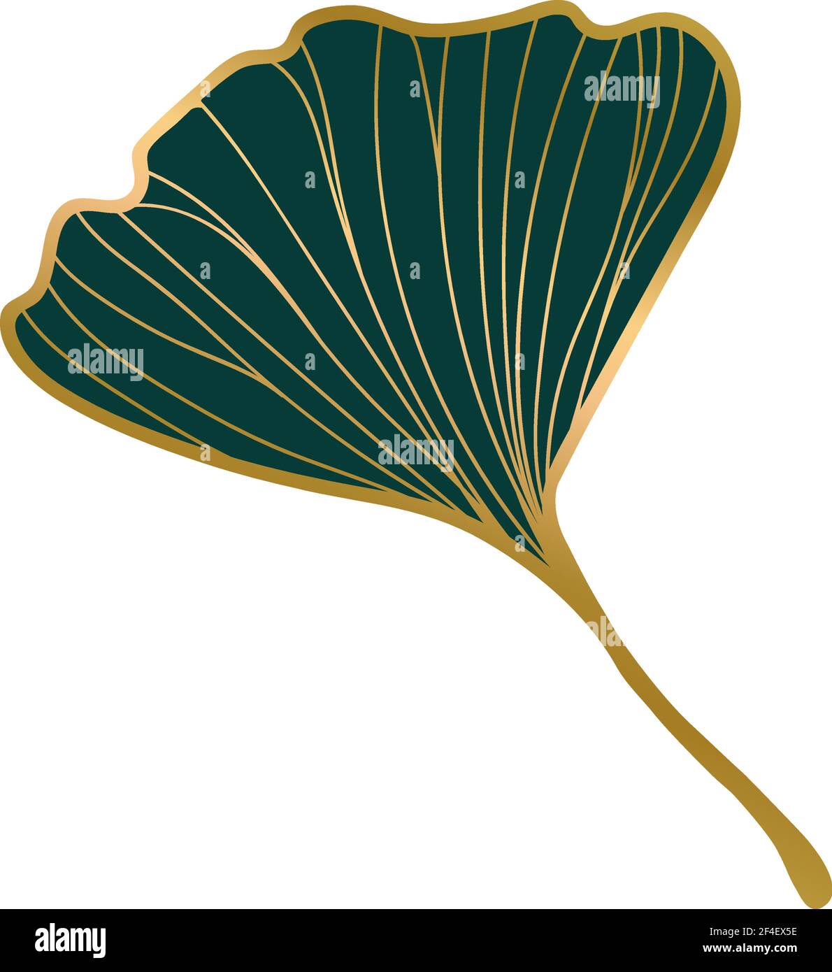 Vector illustration of ginkgo biloba leaf. ink line art design. Vector ...