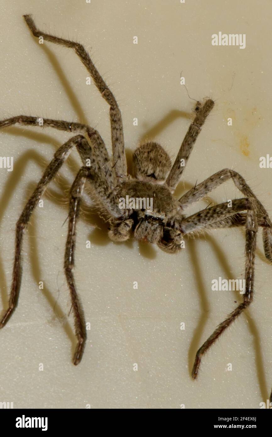 Giant huntsman spider hi-res stock photography and images - Alamy